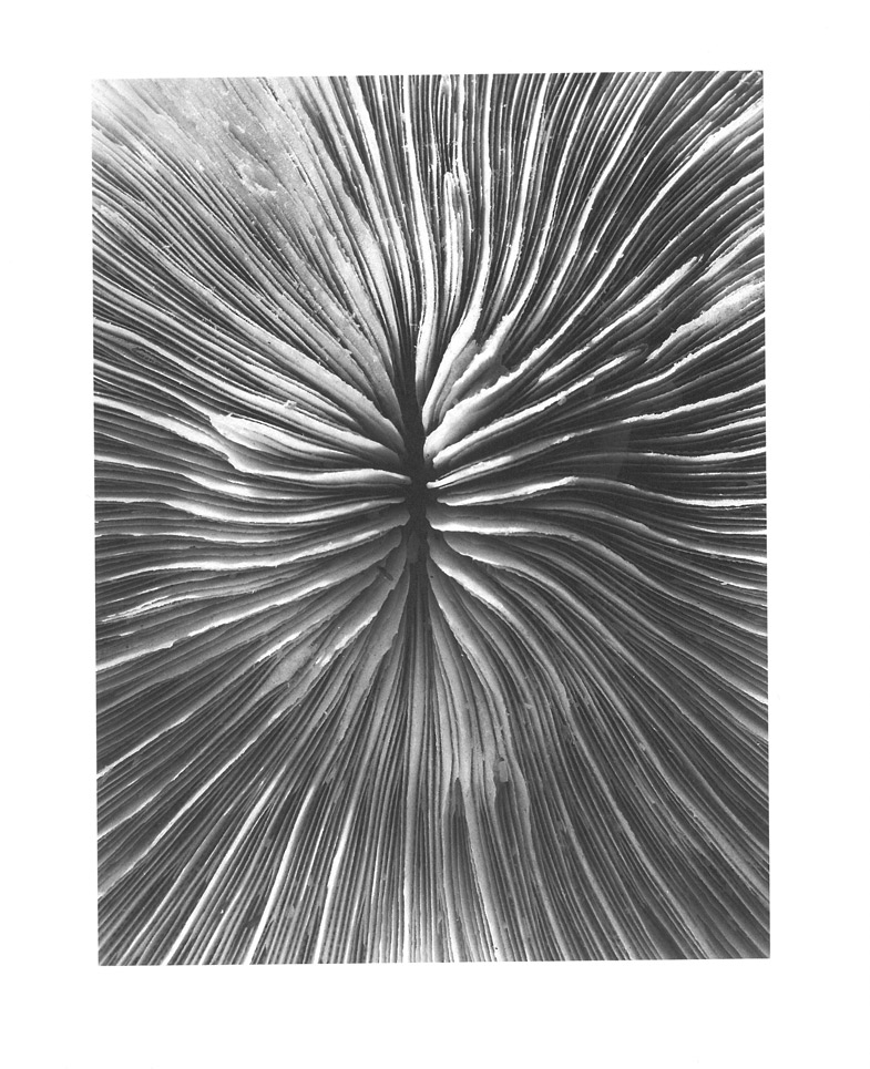 Structures of Nature – International Arts & Artists